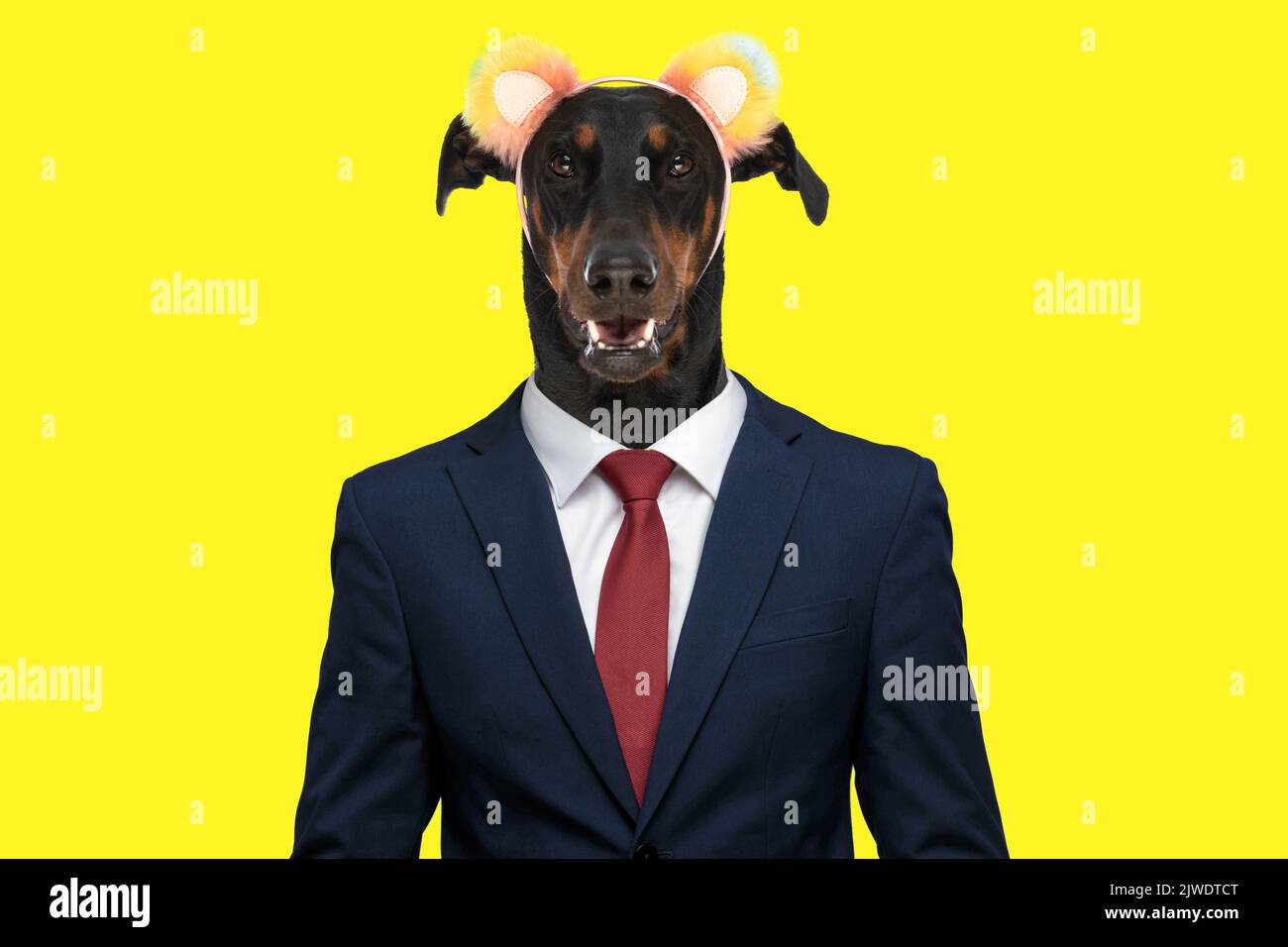 happy teckel dachshund dog with cute ears headband wearing elegant navy ...