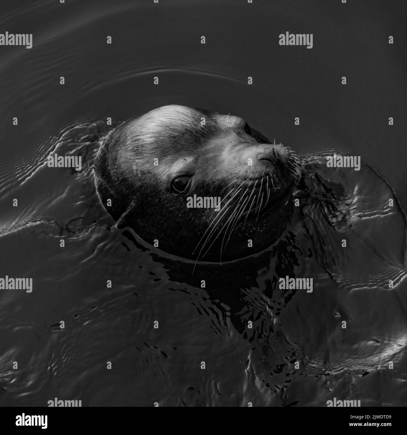 Sea Lion Head Just Above The Surface in Black And White in the San ...