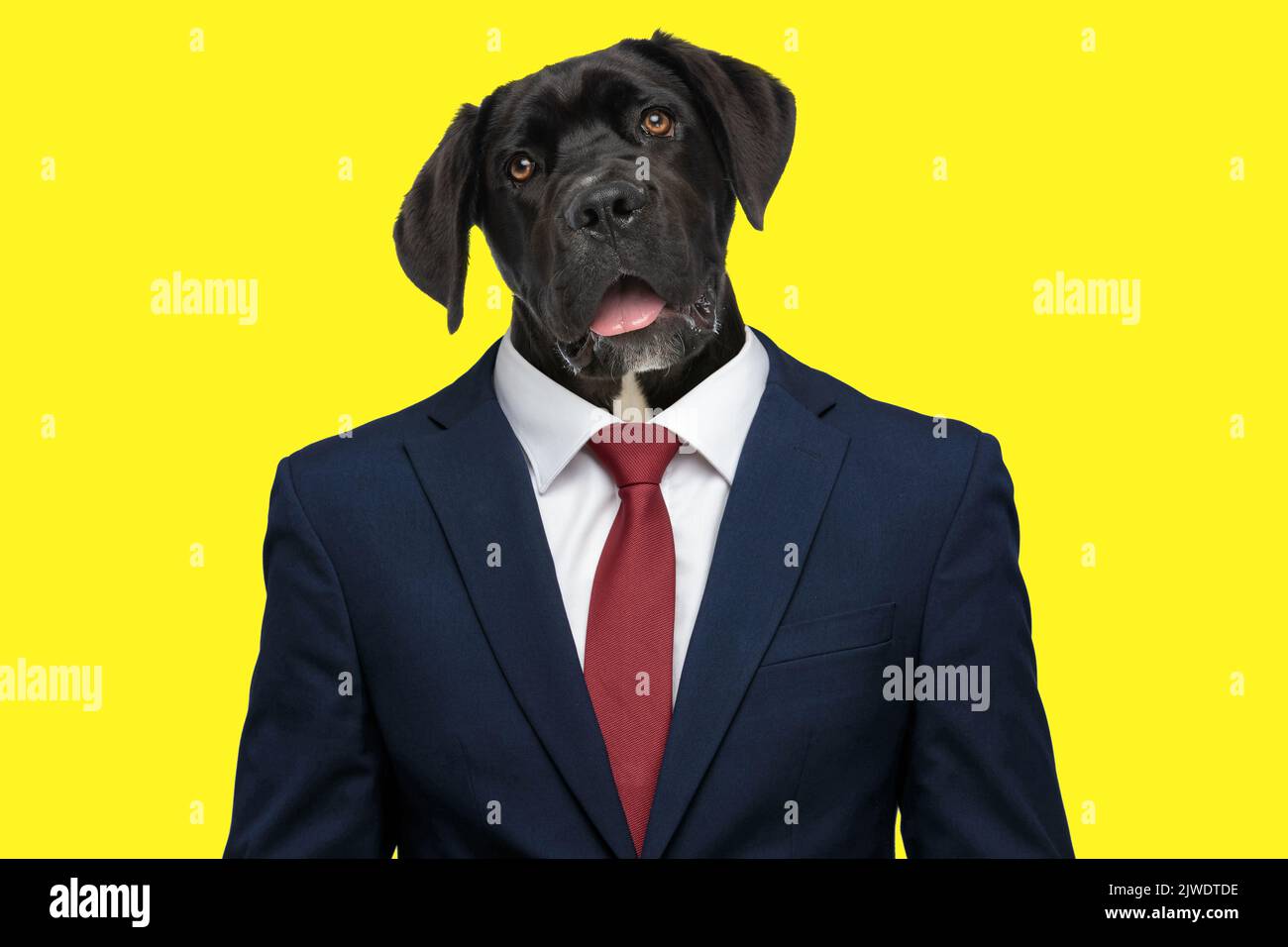 lazy labrador retriever dog wearing suit and panting while being bored ...