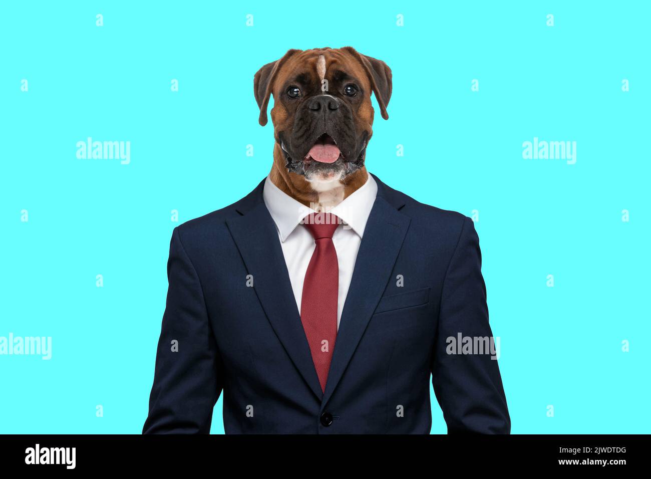 portrait of happy boxer puppy wearing elegant suit and going to work ...