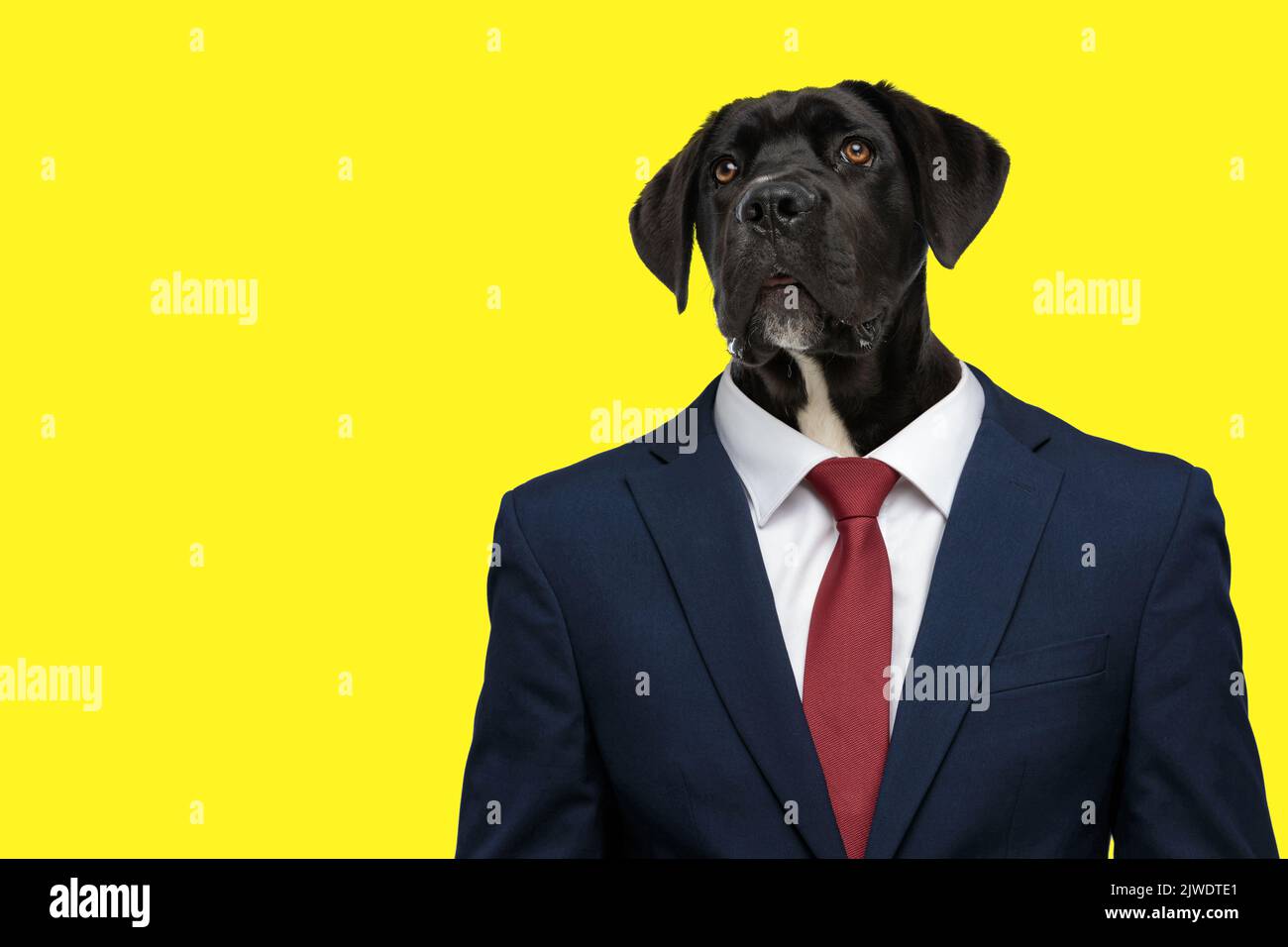 confident business labrador dog in elegant navy blue suit looking away ...