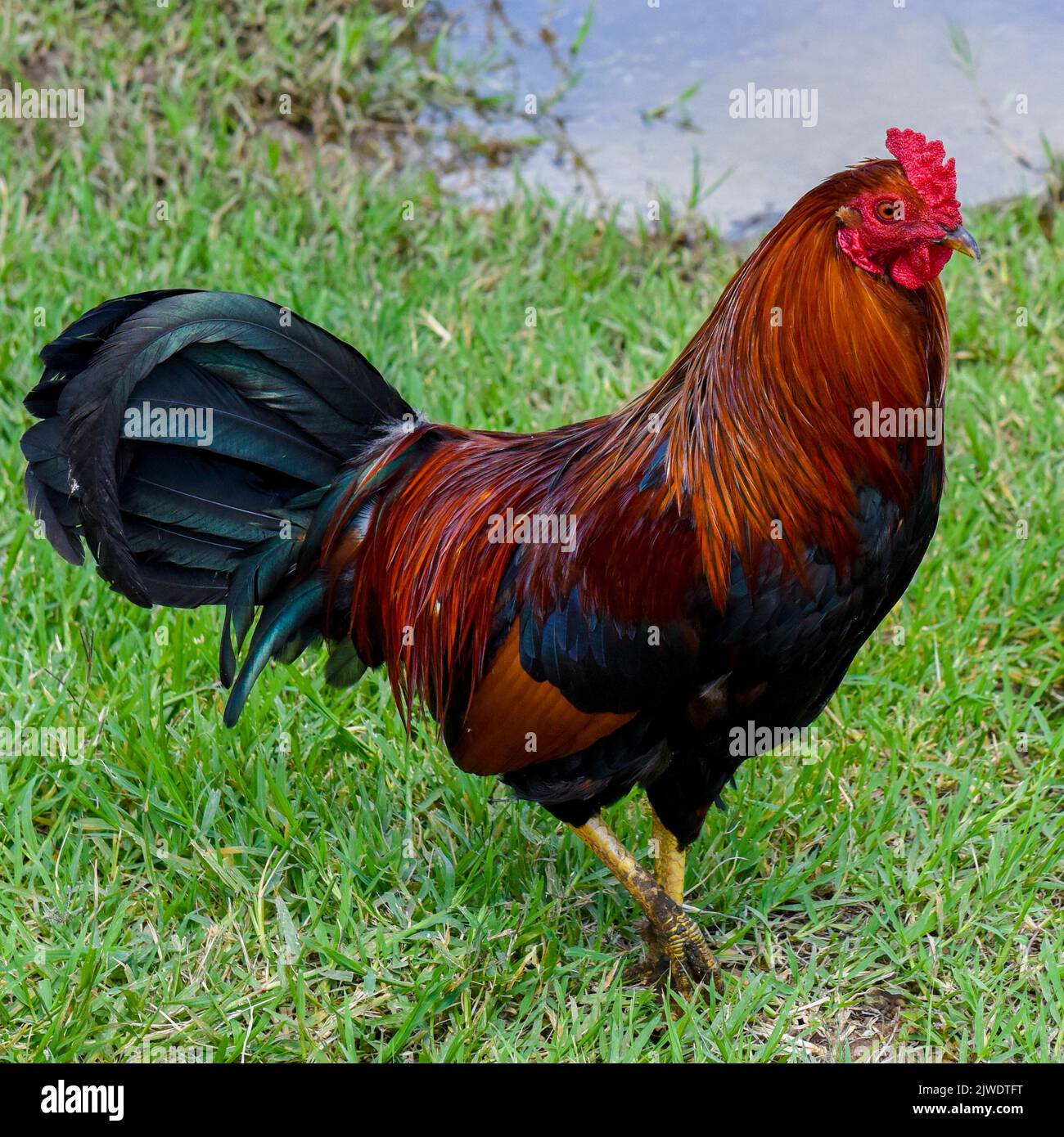Mexican rooster farm hi-res stock photography and images - Alamy