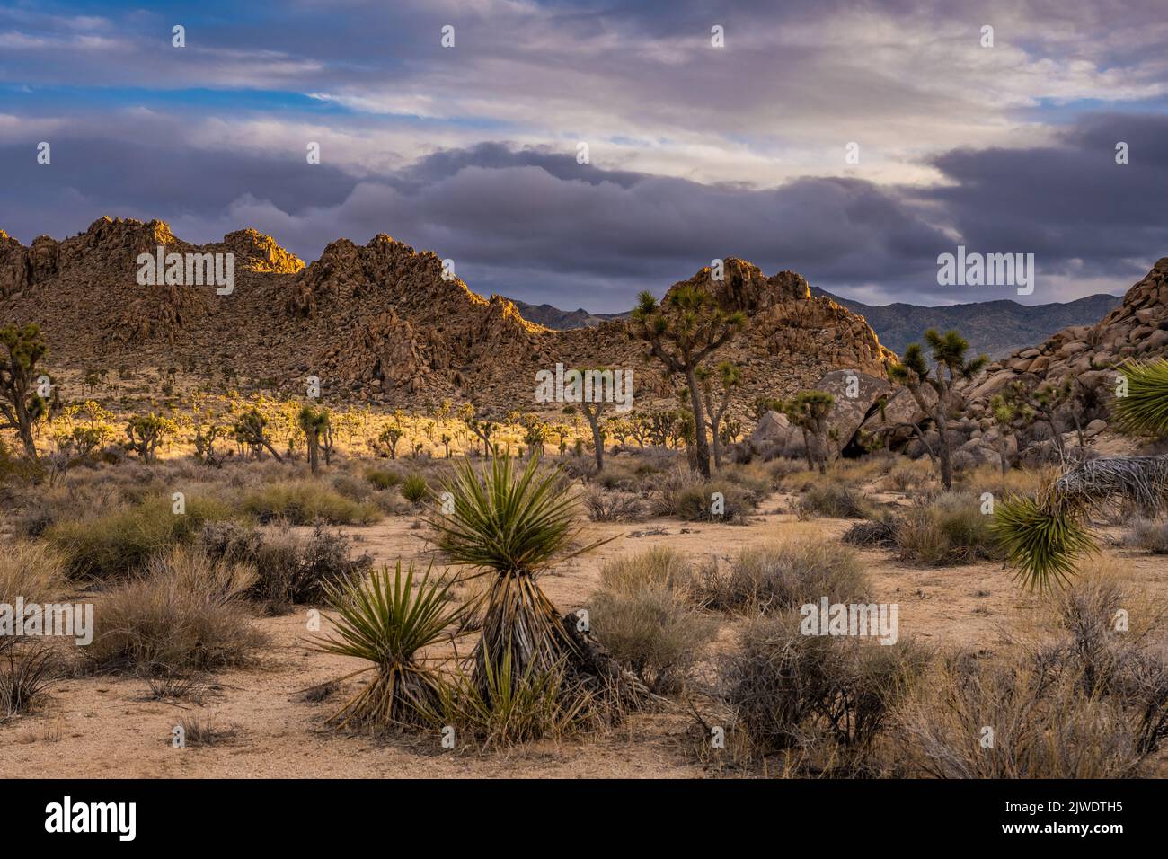 Setting Sun Light Hits The Ridge Over A Field of Joshua Trees in late ...