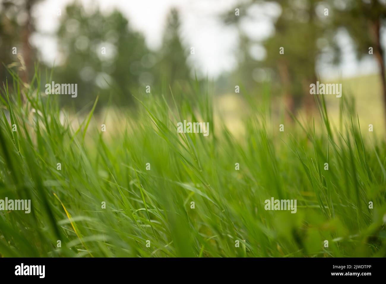 Soft green grasses hi-res stock photography and images - Alamy