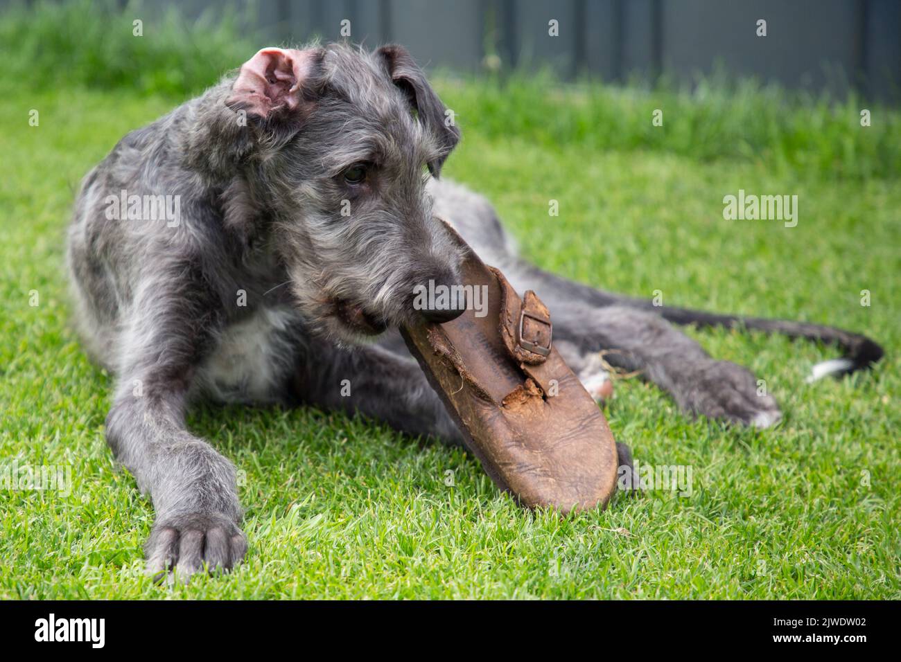 scottish deerhound baby Ivanhoe (sighthound Stock Photo - Alamy