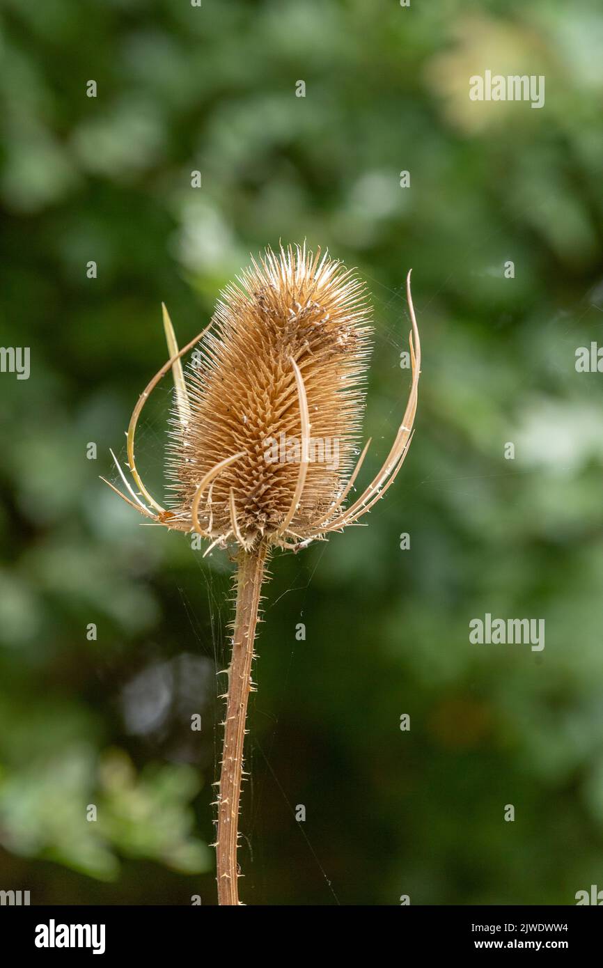 Common teasel seeds hi-res stock photography and images - Alamy