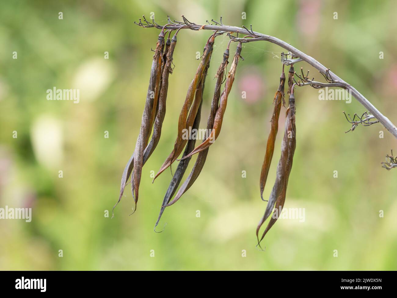 Phormium seed pods Stock Photo - Alamy