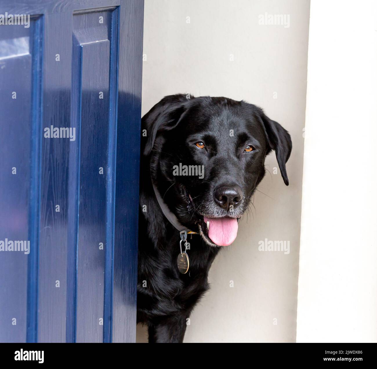 Black labrador next to open door hi-res stock photography and images ...
