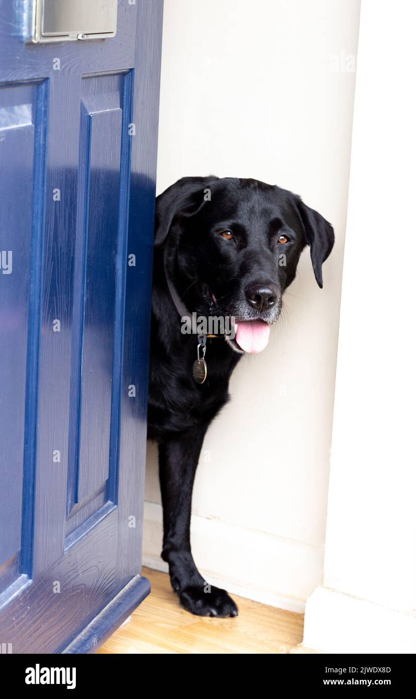 A black labrador retriever looking out of an open blue door Stock Photo ...