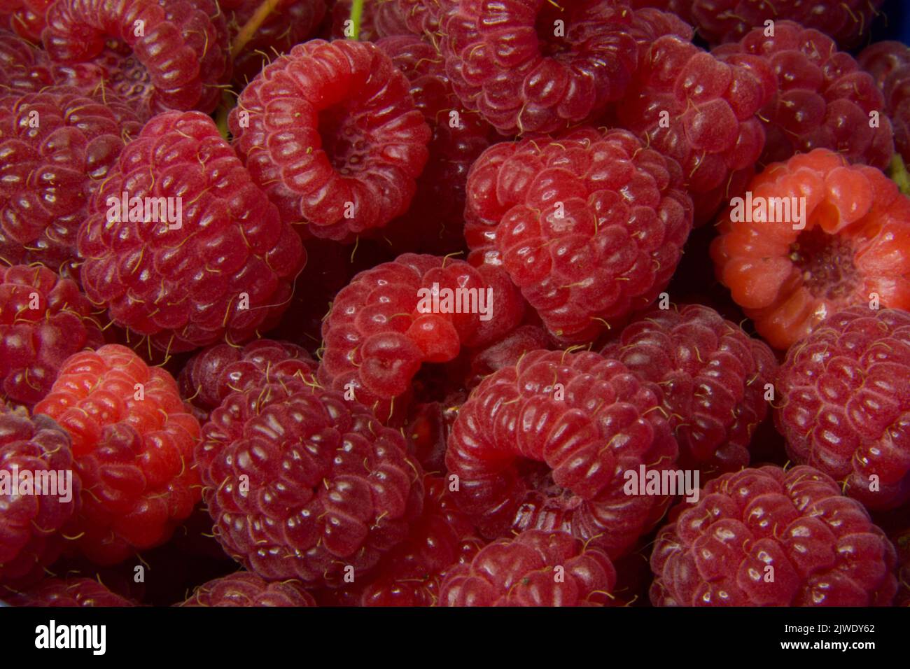 Raspberry close up hi-res stock photography and images - Alamy
