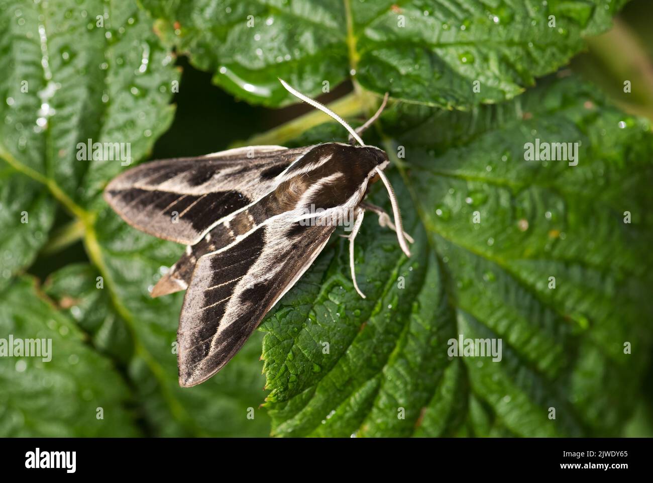 Barbary spurge hawk-moth - Hyles tithymali, beautiful colored hawk-moth ...