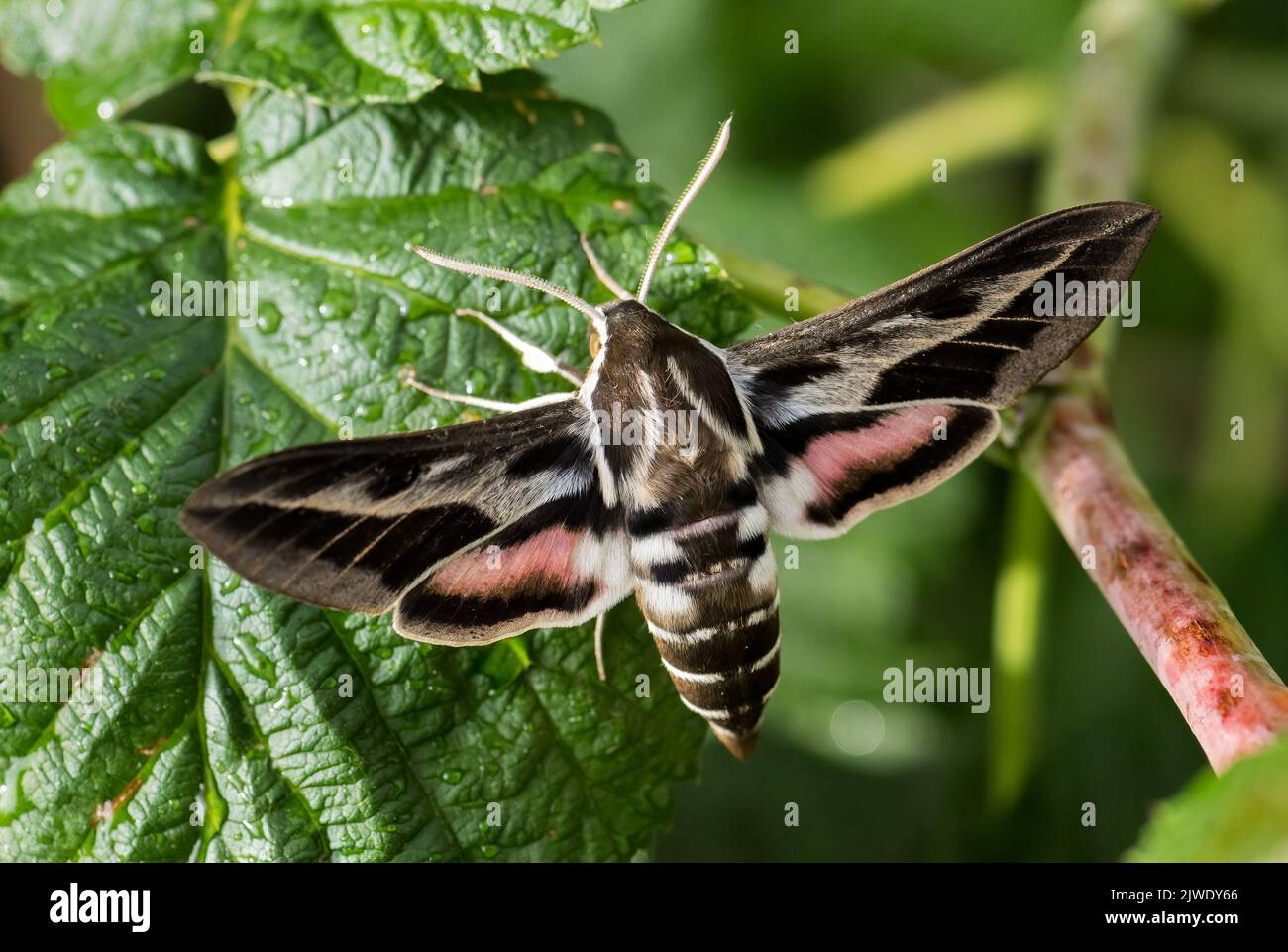 Barbary spurge hawk-moth - Hyles tithymali, beautiful colored hawk-moth ...