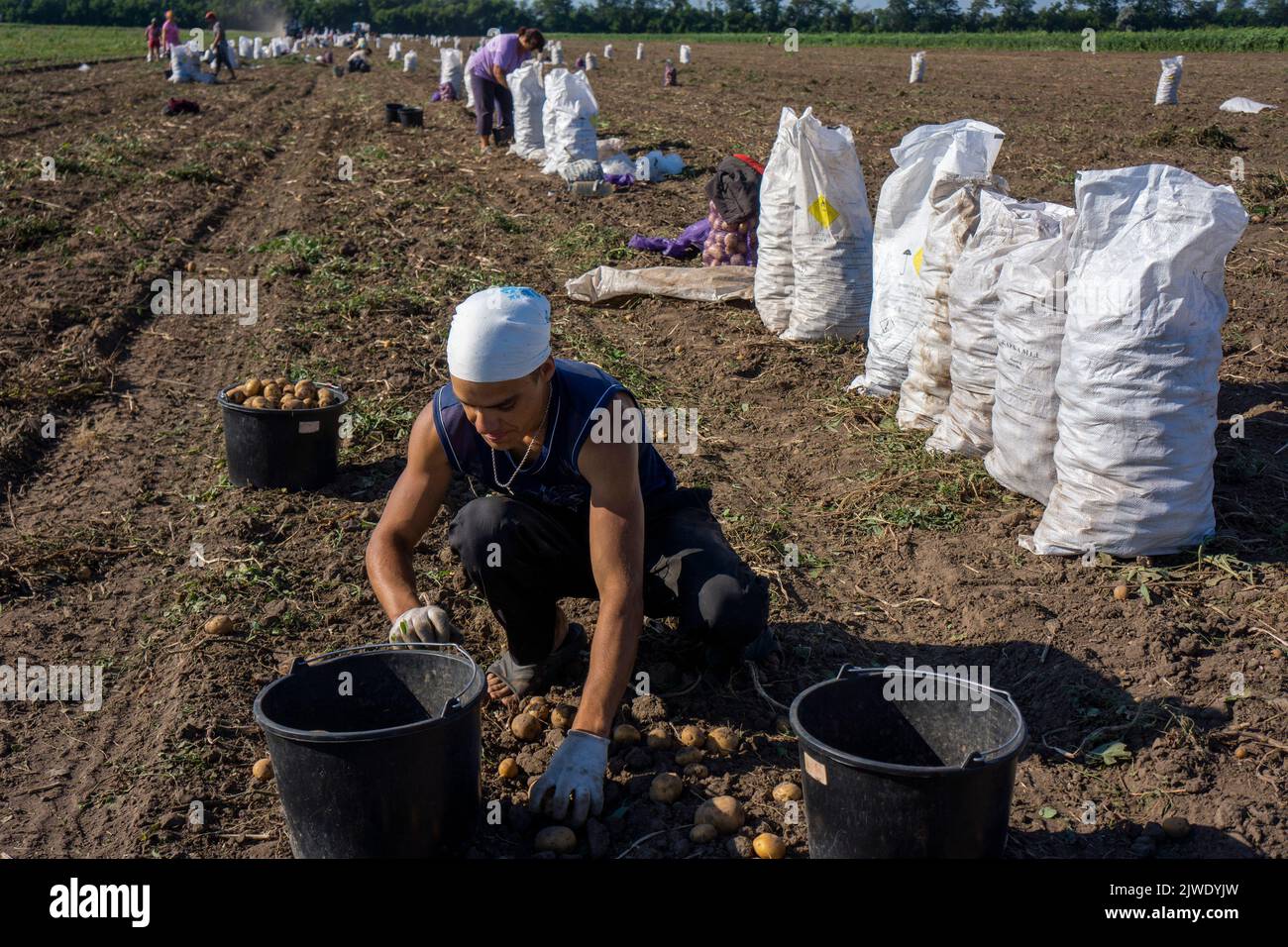 Potato harvest in the Southern Ukraine. Potato is the one basic ...