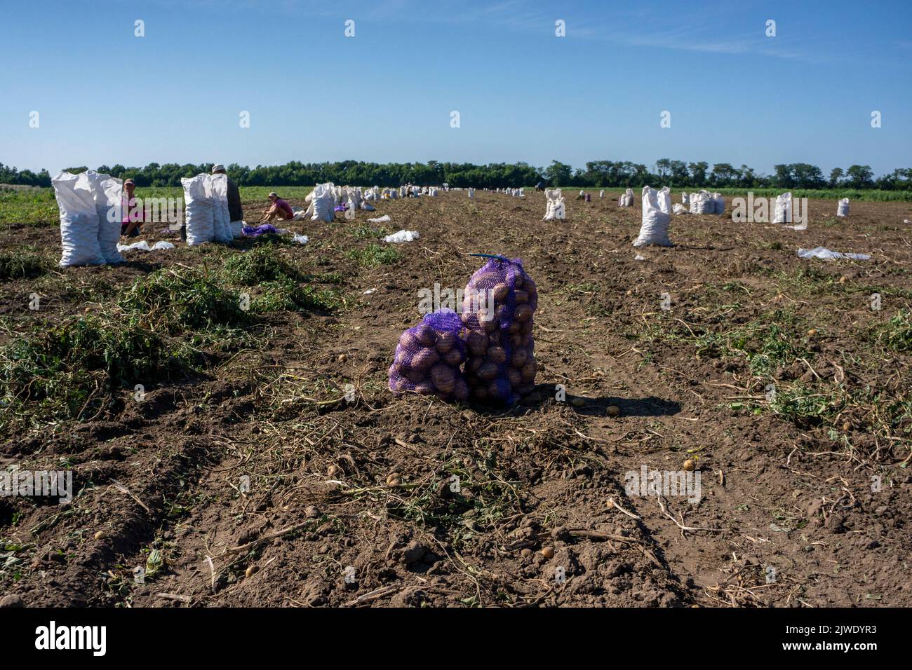 Potato harvest in the Southern Ukraine. Potato is the one basic ...