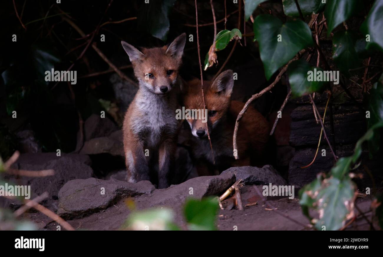 Urban fox cubs emerging from their garden den Stock Photo - Alamy