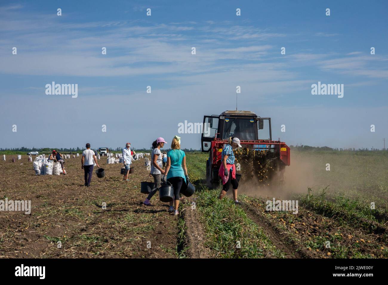Potato harvest in the Southern Ukraine. Potato is the one basic ...