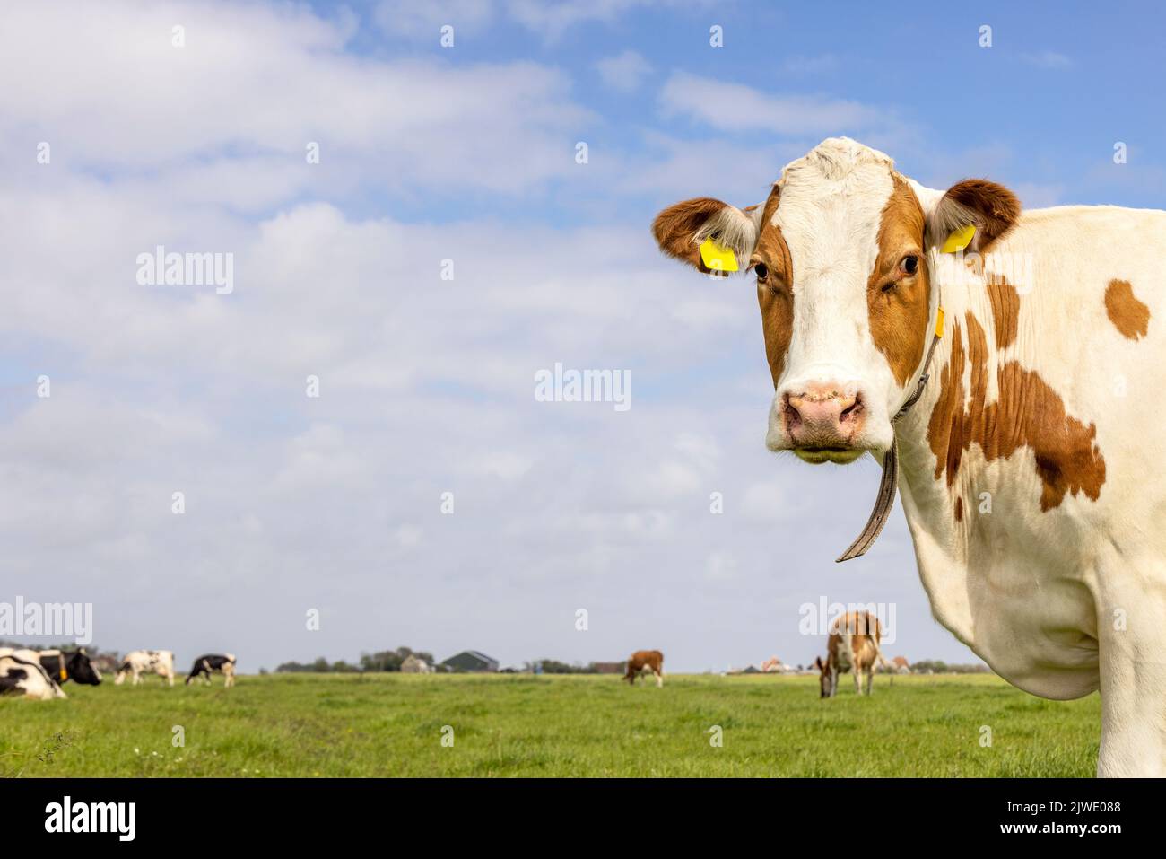 Cow portrait of a lovely red bovine, white blaze, pink nose and ...