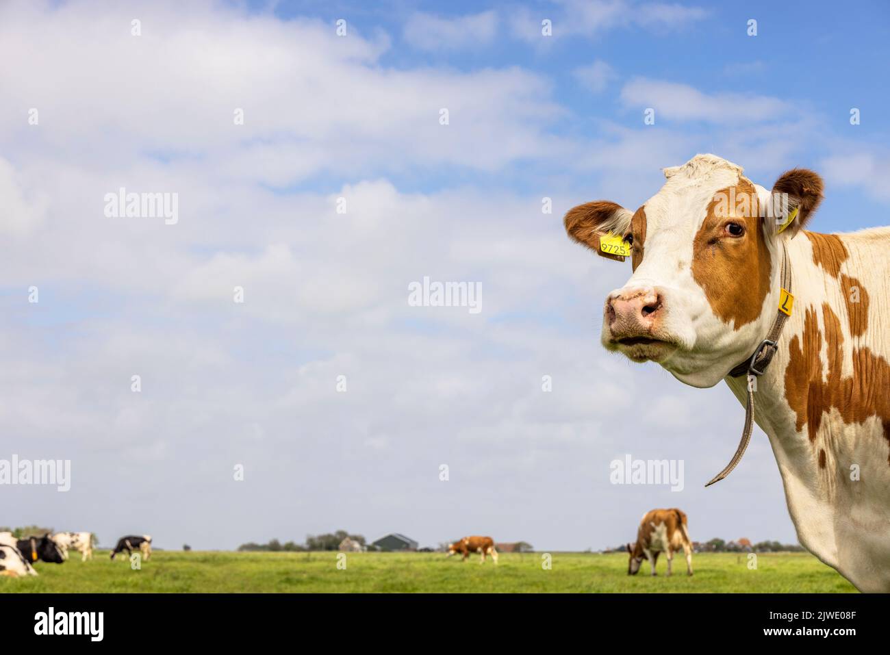 Cow looking at right side, head around the corner, a blue sky, pink ...