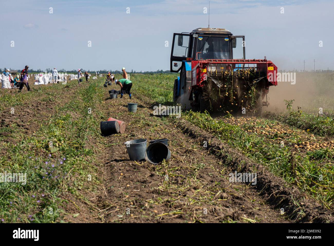 Potato harvest in the Southern Ukraine. Potato is the one basic ...