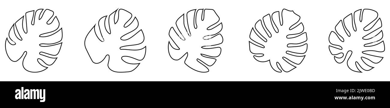 Monstera line leaves set. Vector illustration isolated on white ...