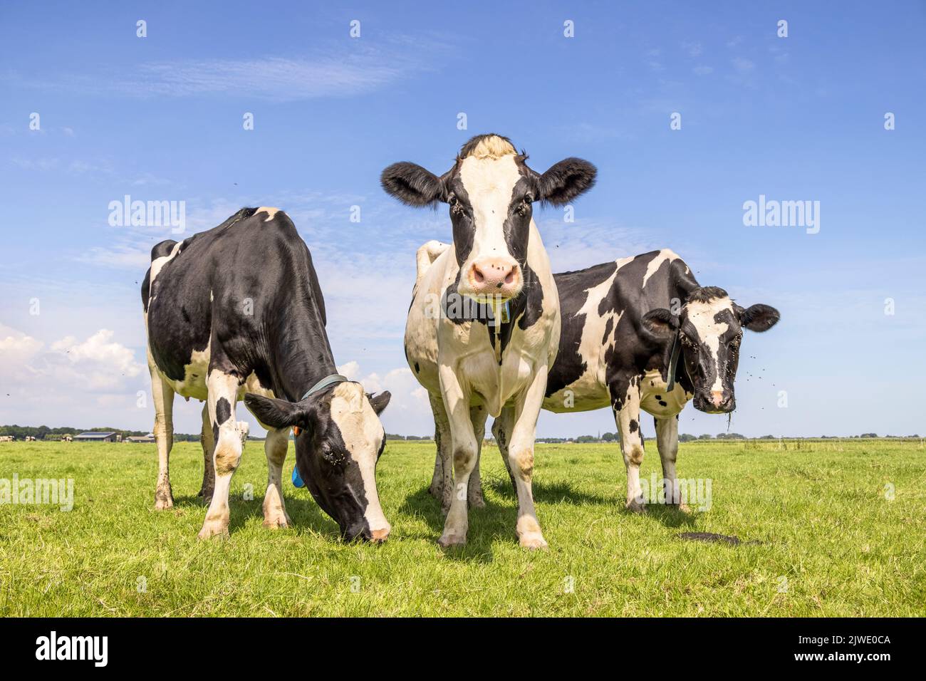 Three cows, standing happy and grazing in a green field, under a blue ...