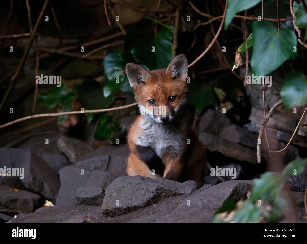 Urban fox cubs emerging from their garden den Stock Photo - Alamy