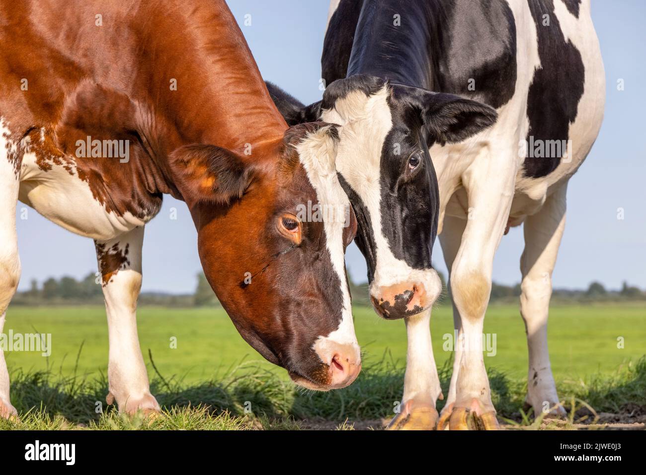 Cows love, 2 playfully cuddling heads close together in a pasture, color diversity under a blue ...