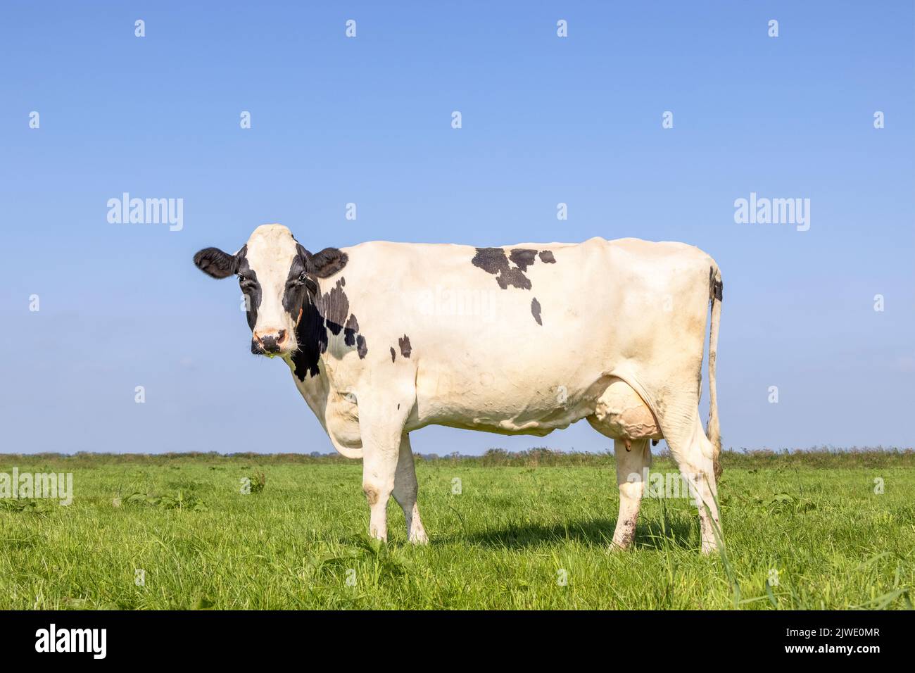 1 cow, side view, black and white standing in a pasture under a blue ...