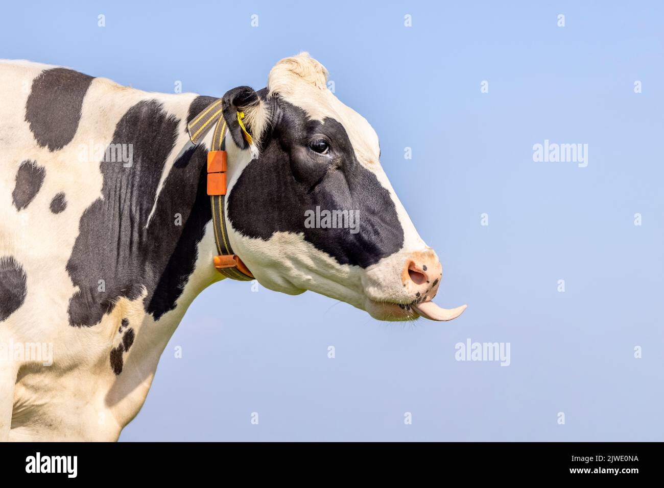 Cute cow licks her lips off or stick out her pink tongue, left side and ...