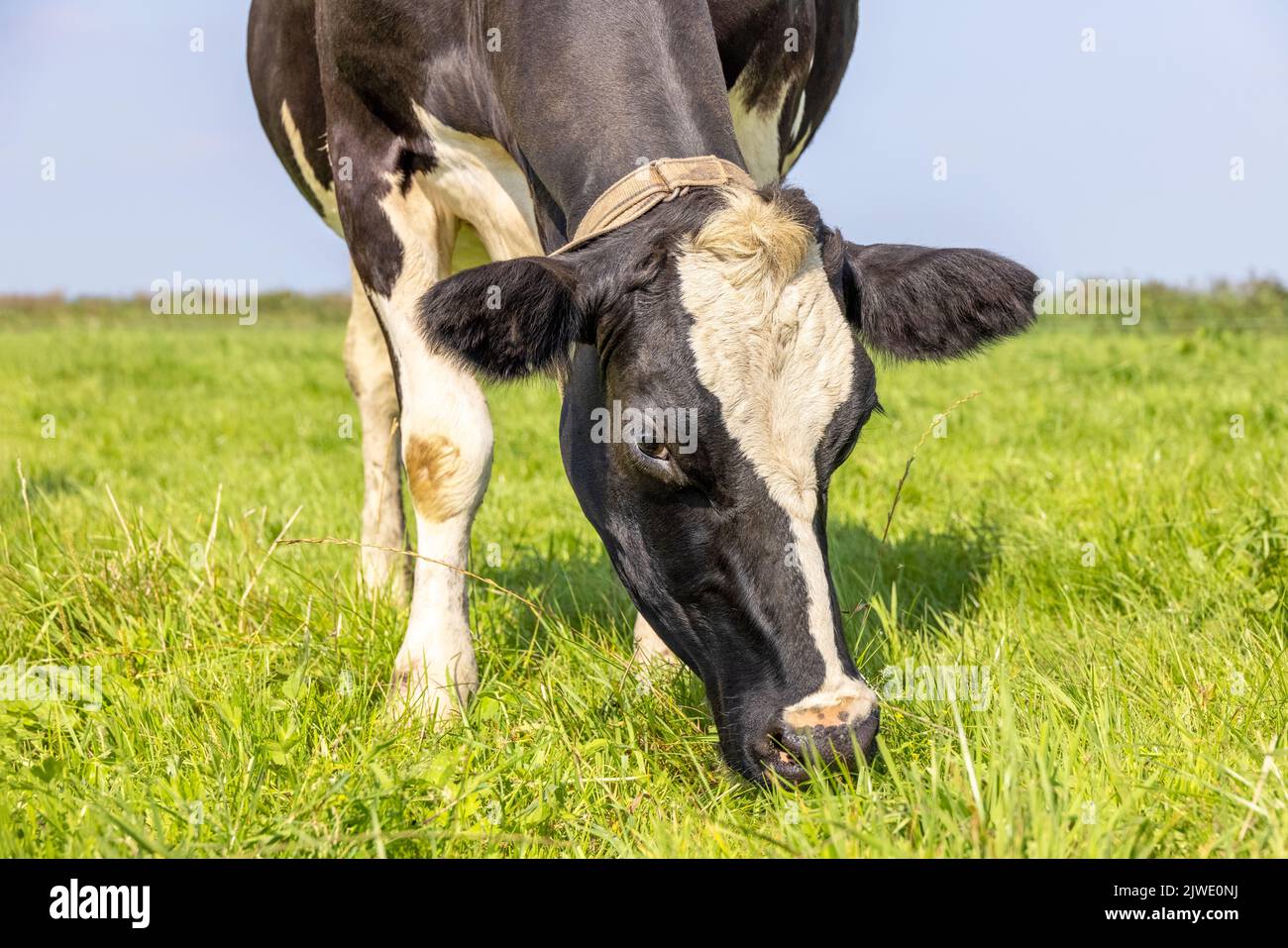 Grazing cows eating blades grass hi-res stock photography and images ...