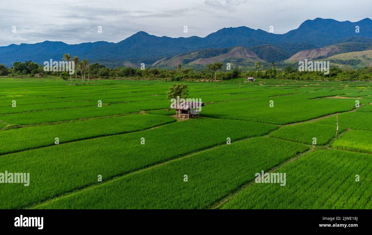 Thailand Rice Field In Hutch