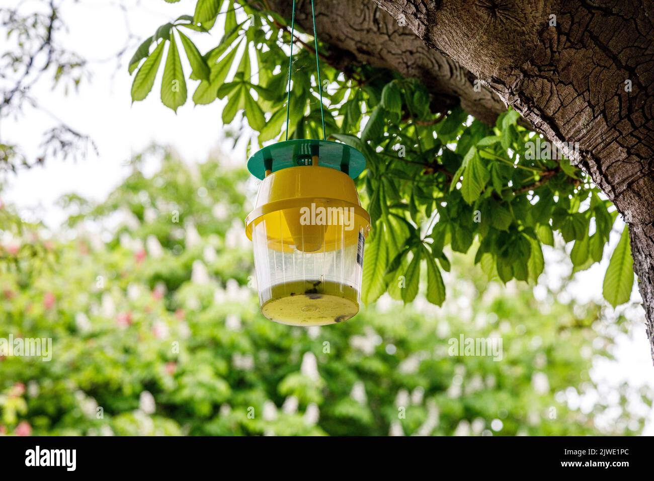 Attractant funnel trap or pheromone trap in chestnut trees Stock Photo ...