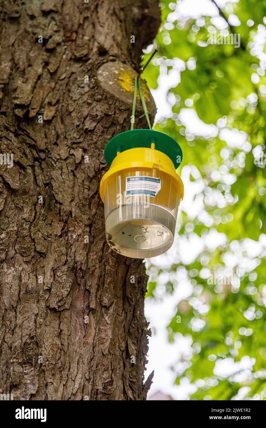 Attractant funnel trap or pheromone trap in chestnut trees Stock Photo ...