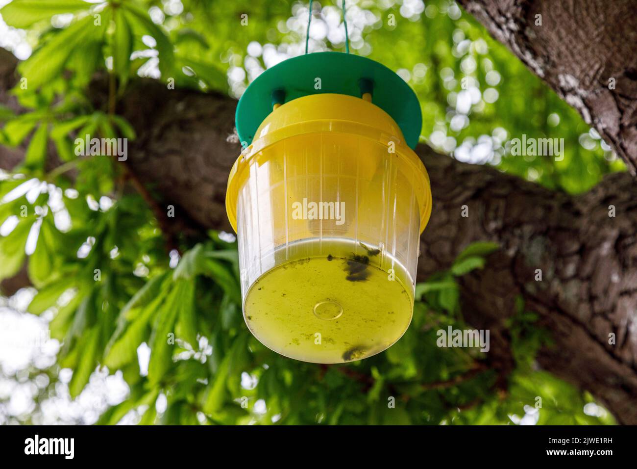 Biological trap hi-res stock photography and images - Alamy