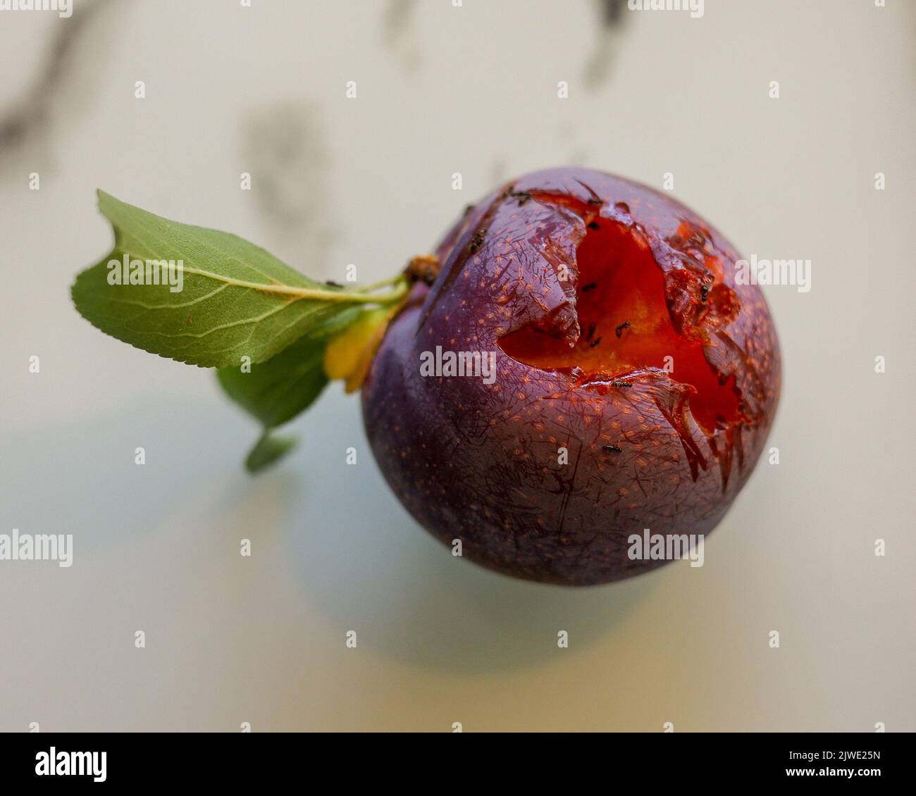 Insects eating hi-res stock photography and images - Alamy