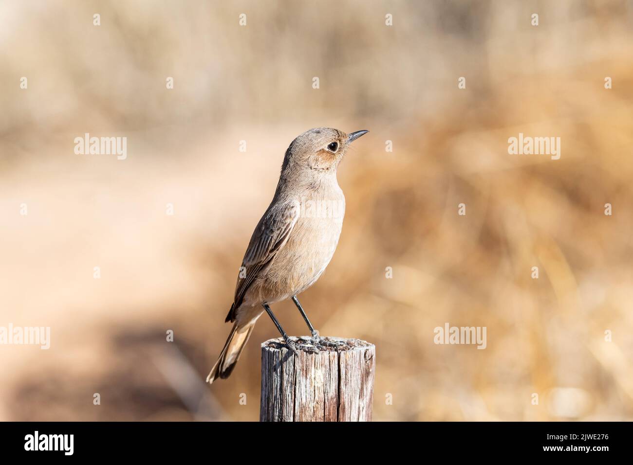 Safari familiar hi-res stock photography and images - Alamy