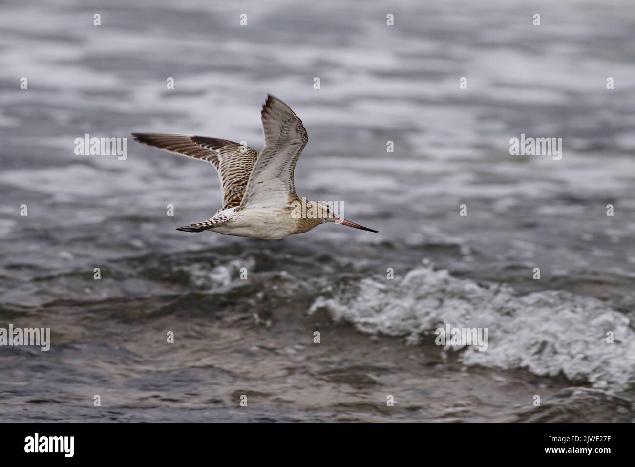 Sandpiper in flight. Northern portuguese coast Stock Photo - Alamy