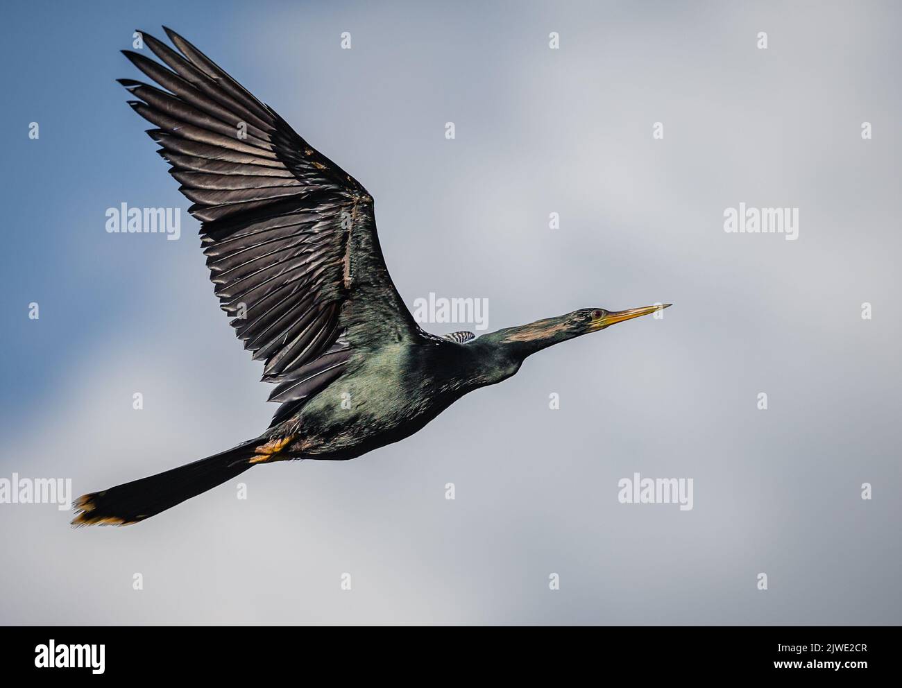 Drongo in flight hi-res stock photography and images - Alamy