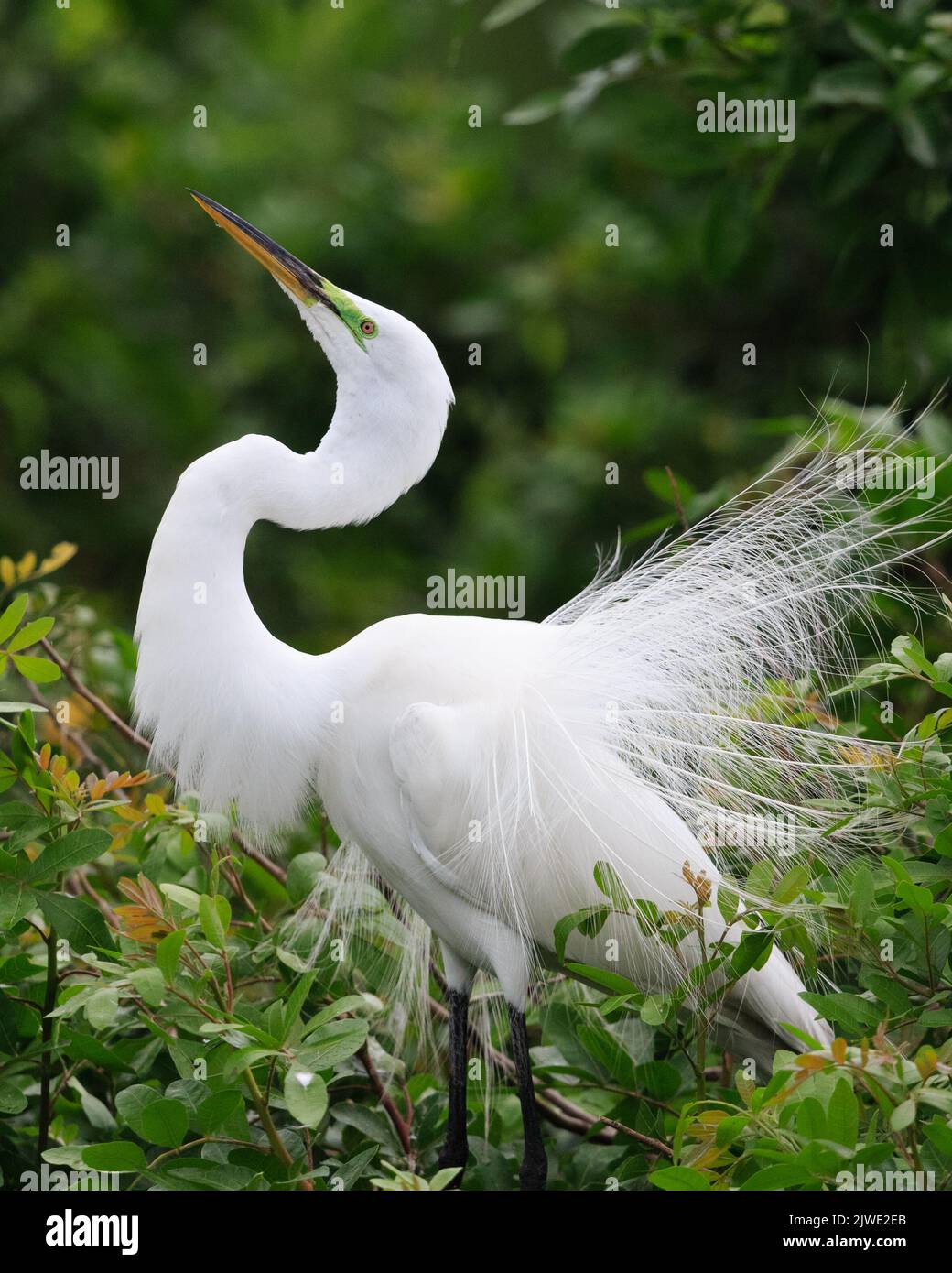 Breeding breeding egrets hi-res stock photography and images - Alamy