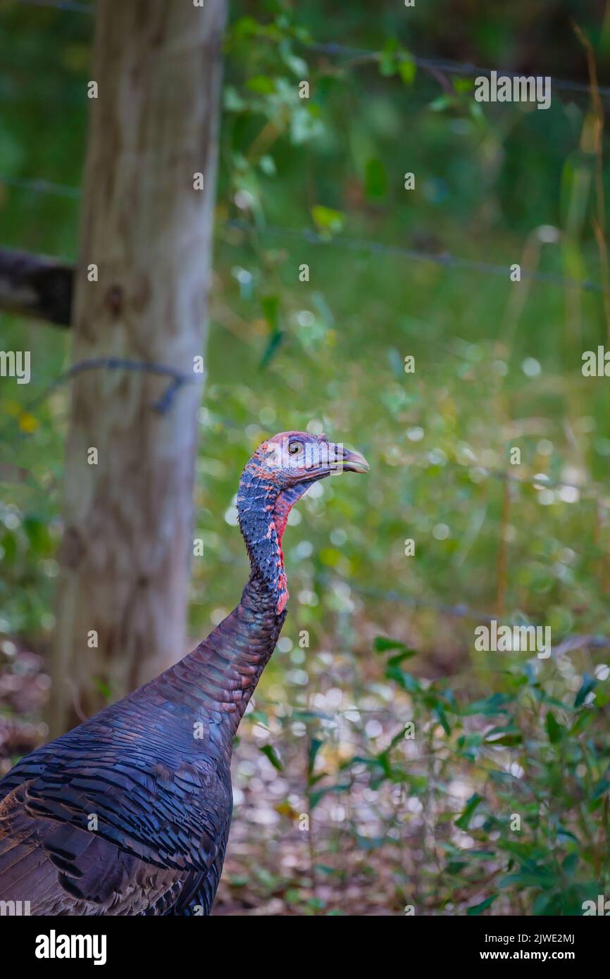 Female turkey walking through forest Stock Photo - Alamy