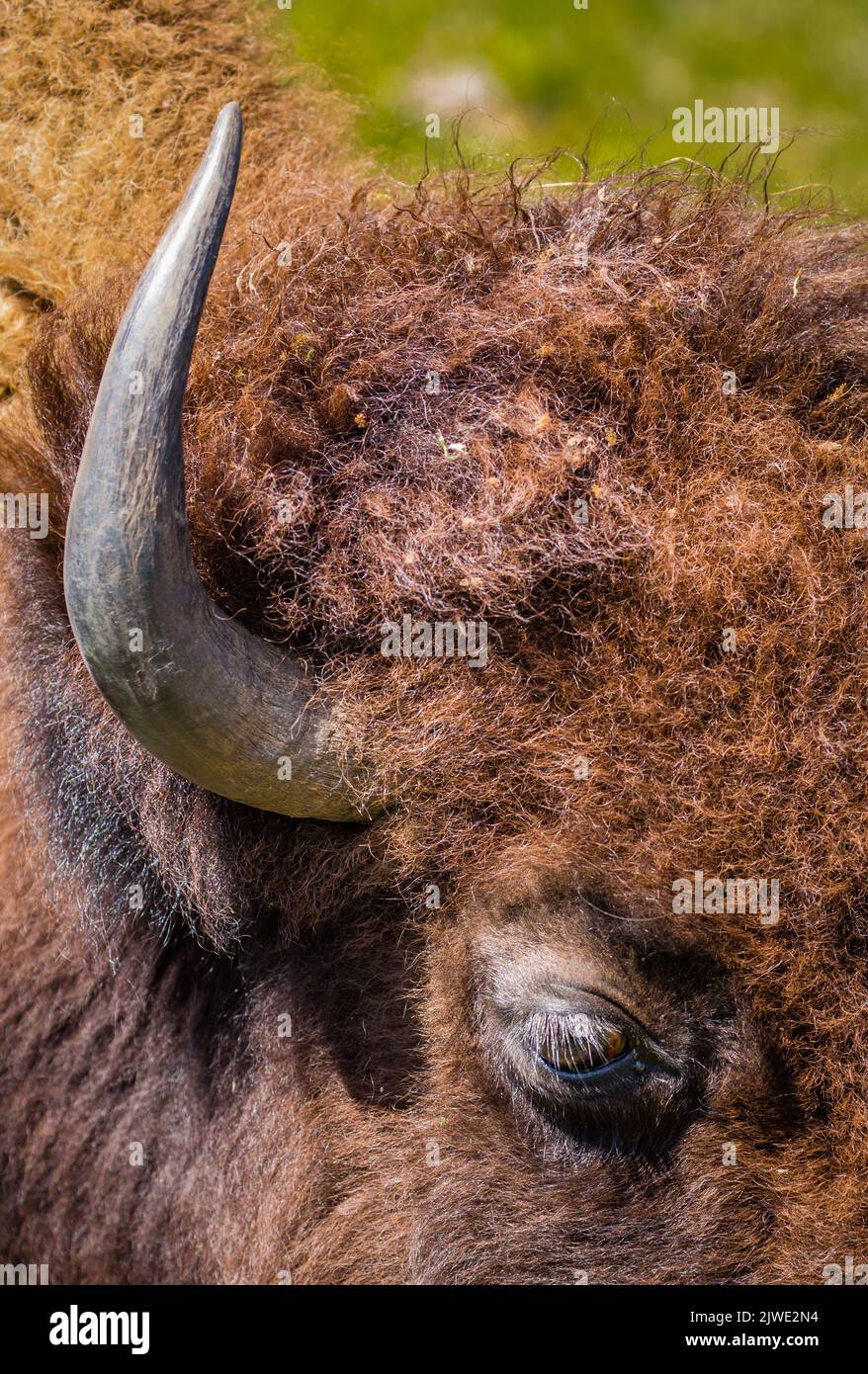 Florida Bison or Buffalo close up of one horn and hair Stock Photo - Alamy