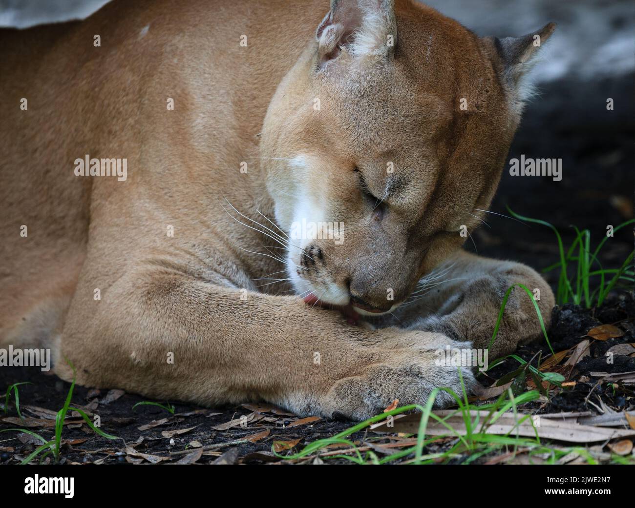 Florida panther cleaning paws Stock Photo - Alamy