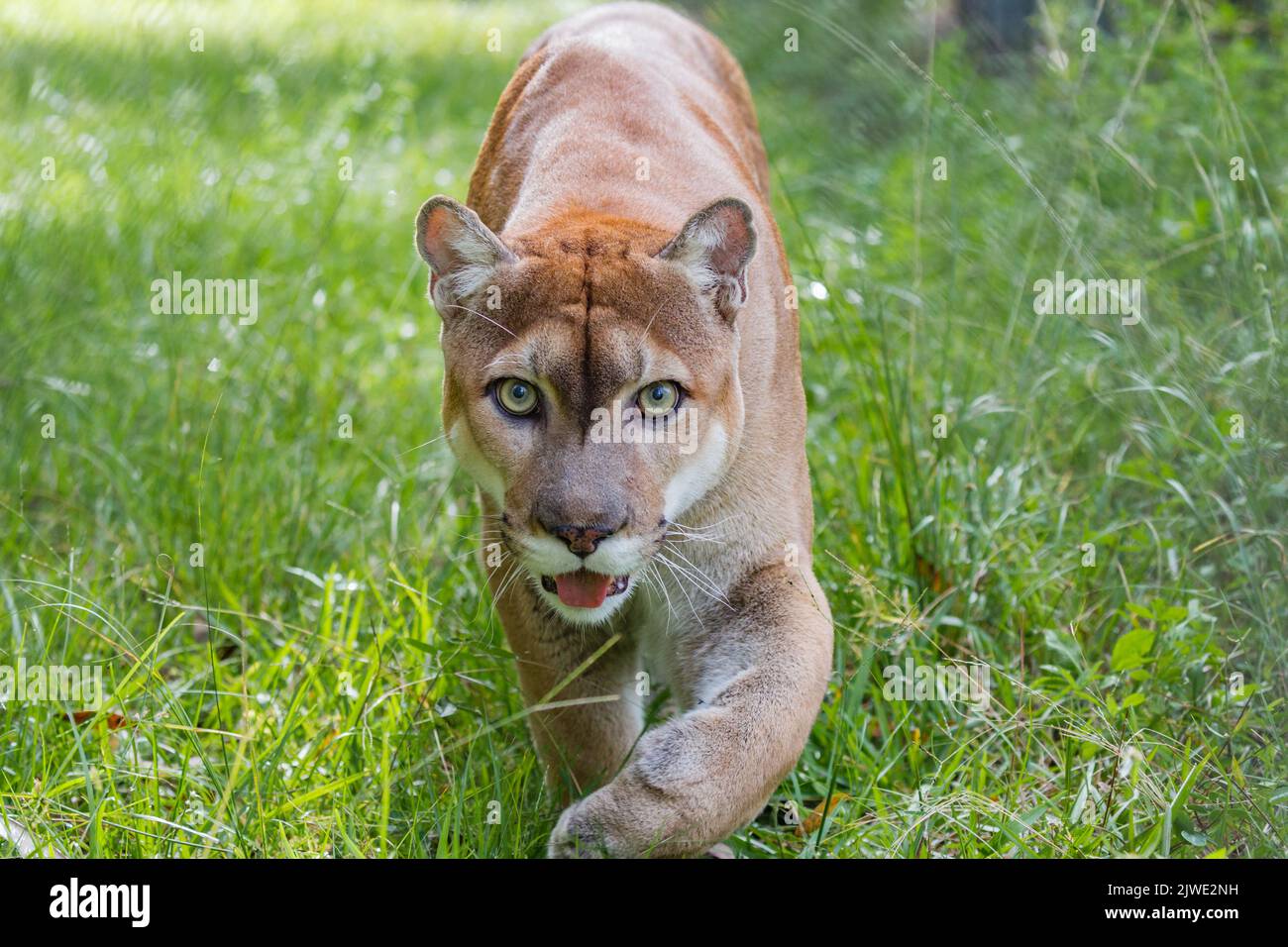 Florida Panther walks through high grass Stock Photo - Alamy
