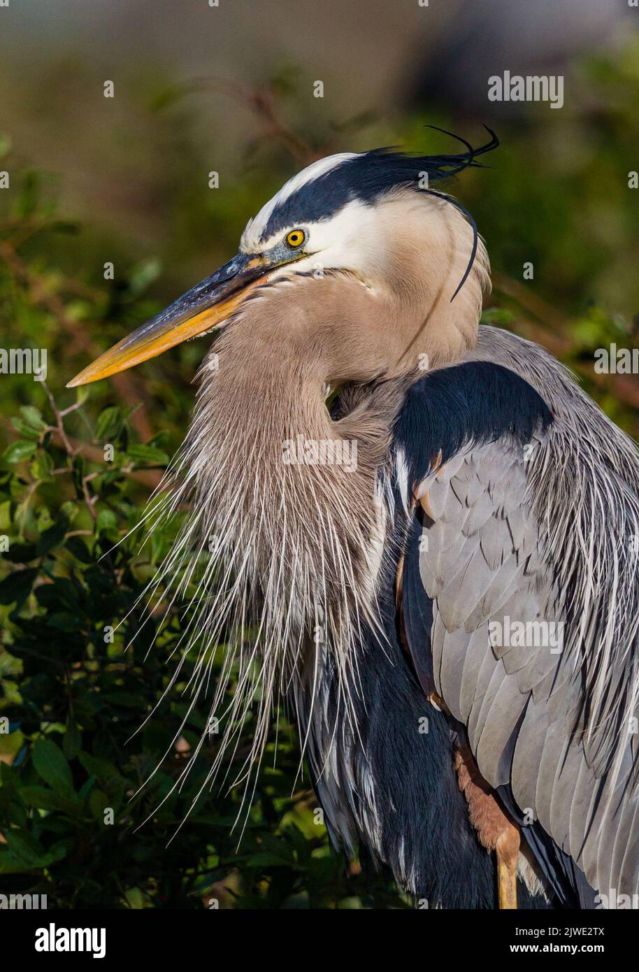 Great blue heron with fluffy chest feathers in Florida Stock Photo - Alamy