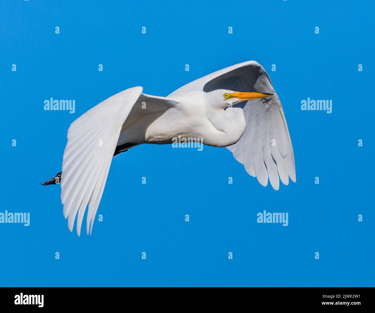 Great egret in flight with wings curved downward Stock Photo - Alamy