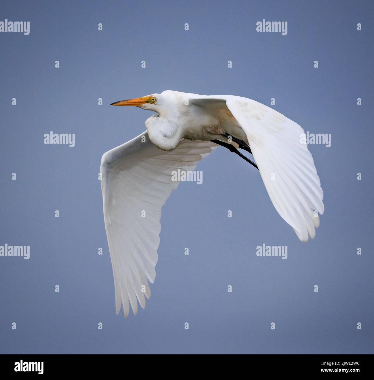 Great blue egrets hi-res stock photography and images - Alamy