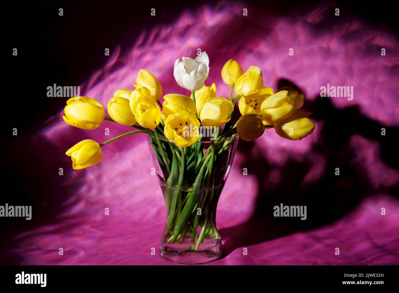 beauty, bouqet, flowers, petals, tulips, colors, pink, anniversary ...