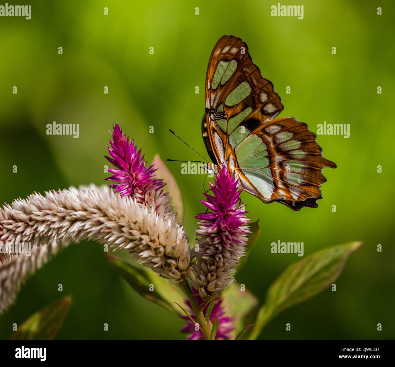 Native florida butterfly hi-res stock photography and images - Alamy