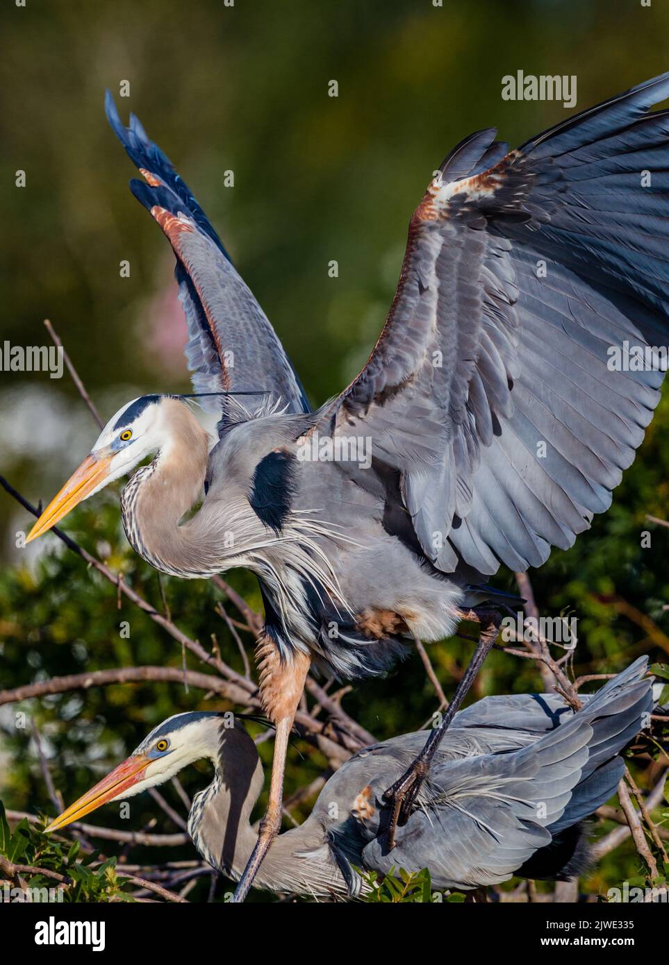 Herons feet hi-res stock photography and images - Alamy