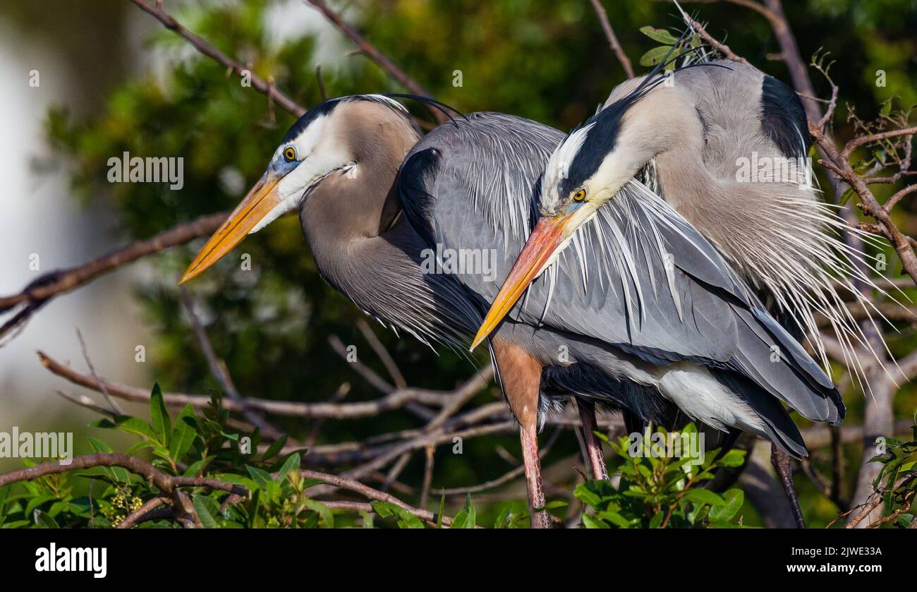 Heron mating dance hi-res stock photography and images - Alamy
